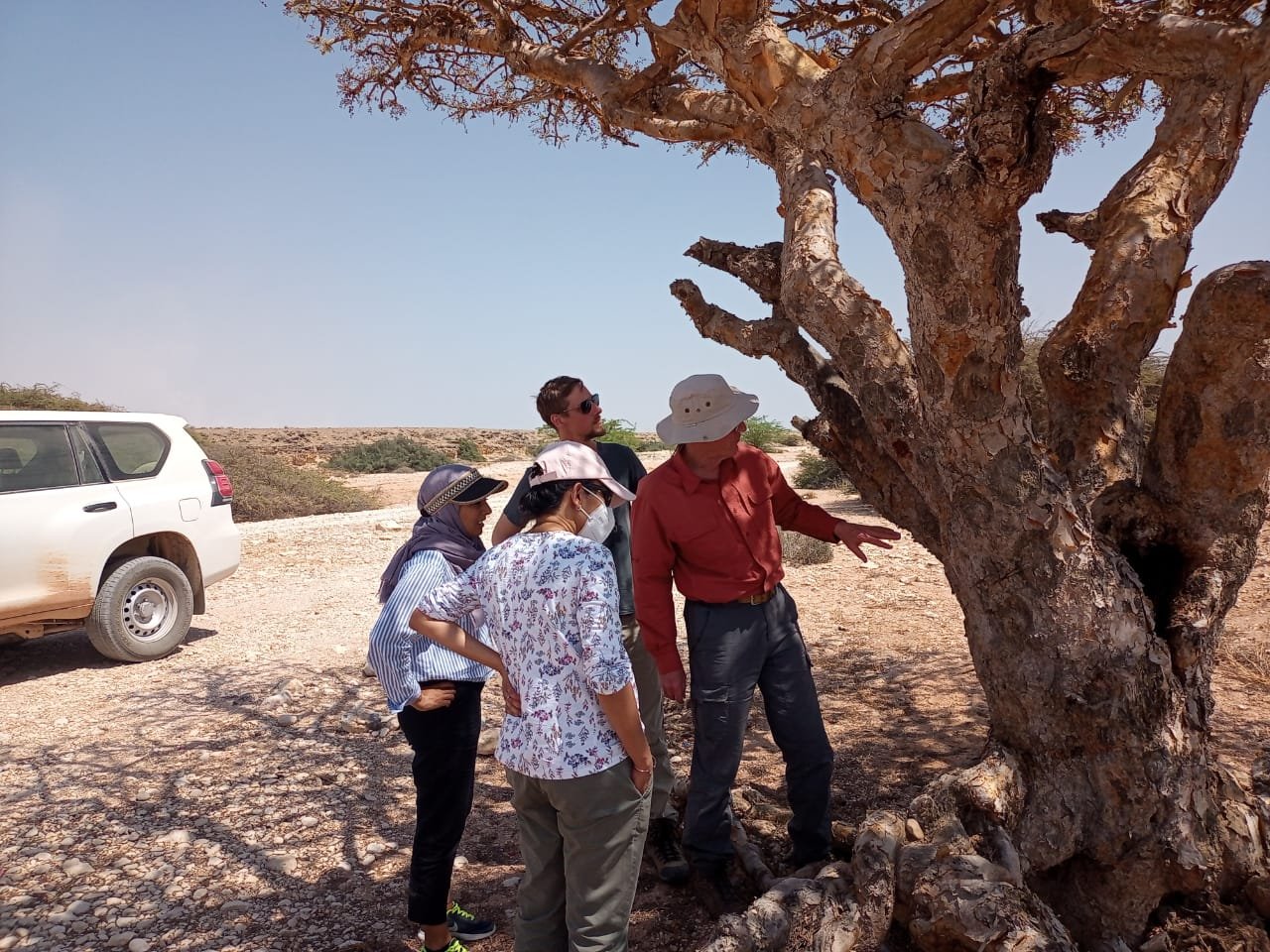 Study affirms resilience of Oman’s frankincense trees amid ...
